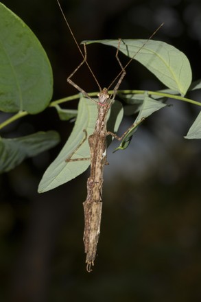 Ghost Insect Stick Insect Phasmatidae Young Editorial Stock Photo ...