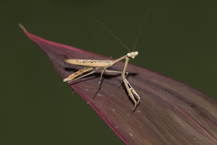 Asian Jumping Mantis Statilia Maculata Ubon Editorial Stock Photo ...