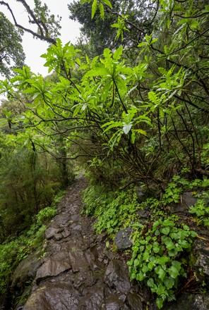 Dichter Forest Giant Sow Thistle Sonchus Editorial Stock Photo - Stock ...