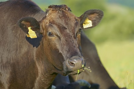 Domestic Cattle Wagyu Japanese Breed Known Editorial Stock Photo ...