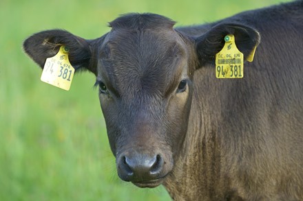 Domestic Cattle Wagyu Japanese Breed Known Editorial Stock Photo ...