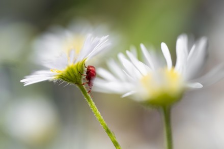 Red Beetle On White Flower Shrew Editorial Stock Photo - Stock Image ...