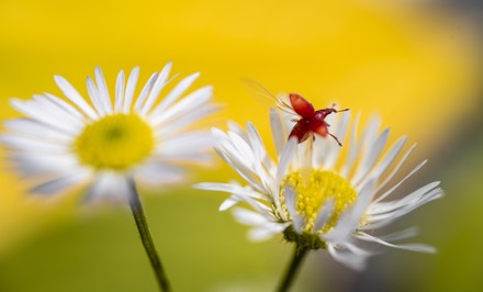 Red Beetle On White Flower Shrew Editorial Stock Photo - Stock Image ...
