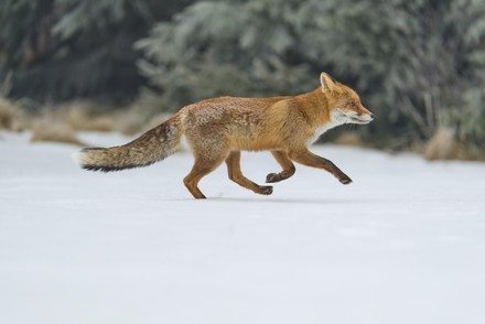 250 Running foxes Stock Pictures, Editorial Images and Stock Photos ...