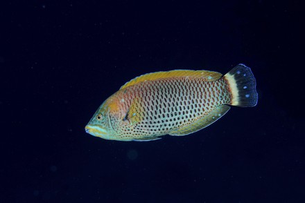Colourful Chiseltooth Wrasse Pseudodax Moluccanus Night Editorial Stock ...