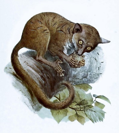 Galago Hemigalago Demidoffi Primate Family Group Editorial Stock Photo ...