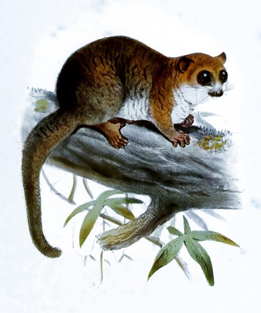 Greater Dwarf Lemur Cheirogaleus Major Great Editorial Stock Photo ...