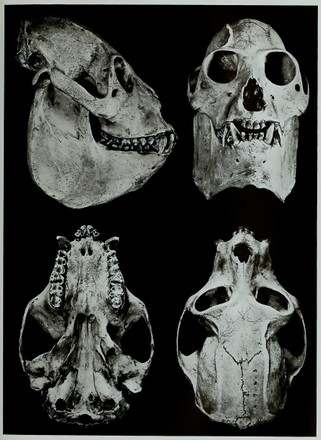 Skull Bone Research Evolution Research Piece Editorial Stock Photo ...