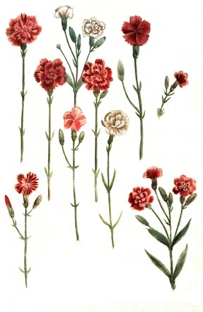 Botany Plant Various Species Carnation Dianthus Editorial Stock Photo ...