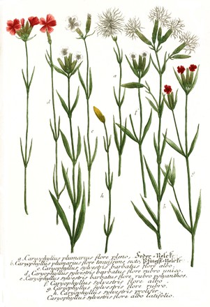 Botany Plant Different Varieties Caryophyllus Carnation Editorial Stock ...