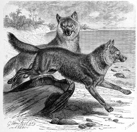 Adjag Camis Rutilanstic Wild Dog Historic Editorial Stock Photo - Stock ...