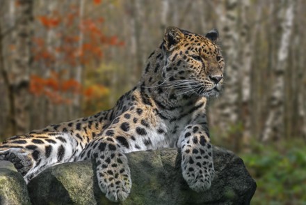 22 Eastern native cat Stock Pictures, Editorial Images and Stock Photos ...