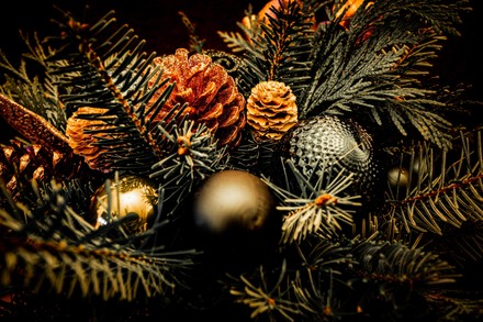 Christmas Bouquet Spruce Picea Pine Pinus Editorial Stock Photo - Stock ...