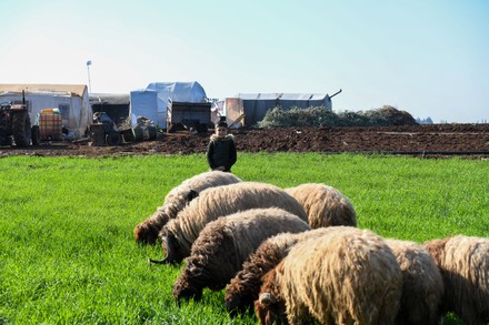 Tour Green Fields Countryside Aleppo Syria Editorial Stock Photo ...