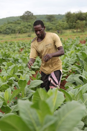 Farmer Tends His Tobacco Crop Magunje Editorial Stock Photo - Stock ...