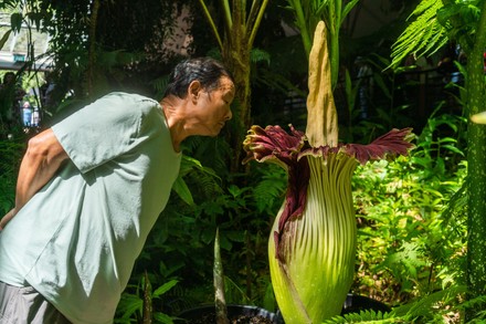 Corpse Flower Tiran Arum Blooms Adelaide Editorial Stock Photo - Stock ...