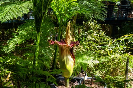 Corpse Flower Tiran Arum Blooms Adelaide Editorial Stock Photo - Stock ...
