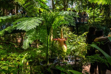 Corpse Flower Tiran Arum Blooms Adelaide Editorial Stock Photo - Stock ...