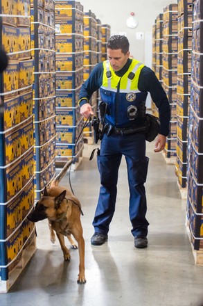 Customs K9 Unit Using Belgian Malinois Editorial Stock Photo - Stock ...