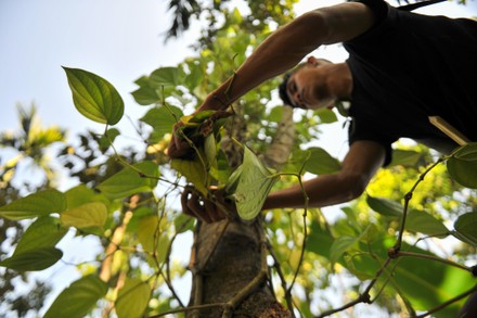 5 Betel leaf jhum farming in bangladesh Stock Pictures, Editorial ...