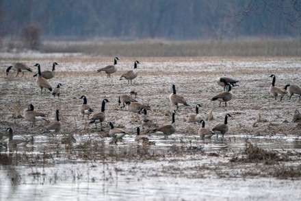 __COUNT__ Canada Geese, Bald Eagles, And Great Blue Herons At The Oxbow ...