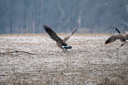 Canada Geese Seen Just After Sunrise Editorial Stock Photo - Stock ...