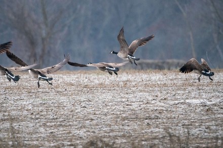Canada Geese Seen Just After Sunrise Editorial Stock Photo - Stock ...