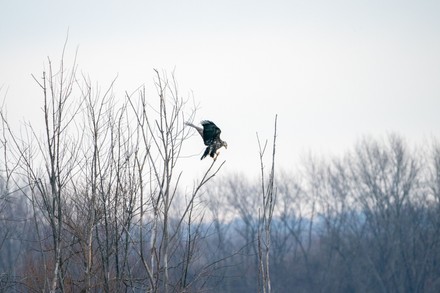 Juvenile Bald Eagle Seen Landing Tree Editorial Stock Photo - Stock ...