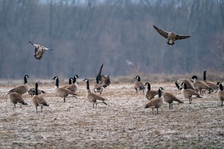 Canada Geese Seen Just After Sunrise Editorial Stock Photo - Stock ...