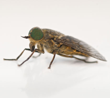 This Clegfly Haematopota Pluvialis About 10mm Editorial Stock Photo ...