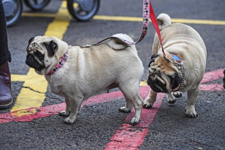 Crufts Day1 Pair Pug Dogs Visitors Editorial Stock Photo - Stock Image ...