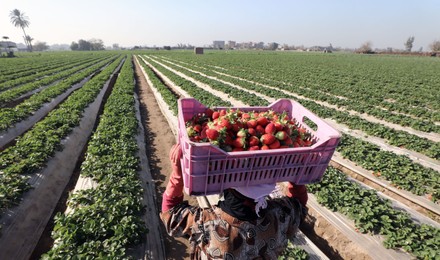 Egyptian Farmers Harvest Strawberries Al Deir Editorial Stock Photo ...