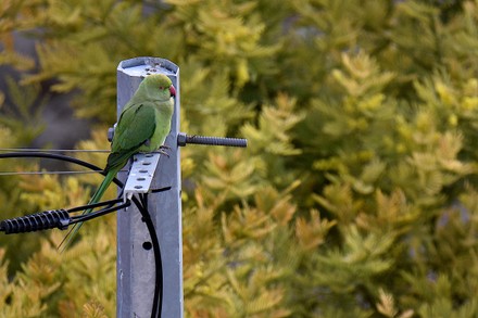 Ringnecked Parakeet Seen Resting On Electric Editorial Stock Photo ...