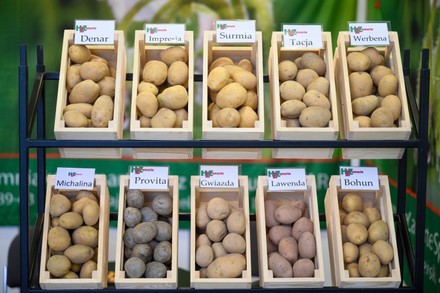 Boxes Containing Selected Potato Species Displayed Editorial Stock ...