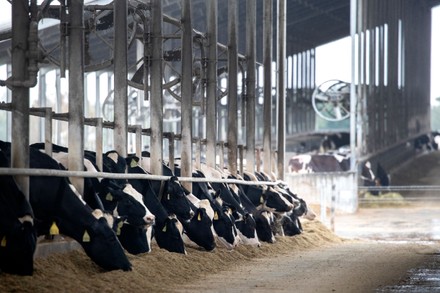 Group Dairy Cows Fed Milking R Editorial Stock Photo - Stock Image ...