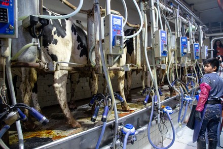 Worker Milks Cows Milking R Dairy Editorial Stock Photo - Stock Image ...