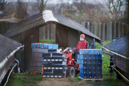 First Mink Arrive Mink Farm Thyholm Editorial Stock Photo - Stock Image ...