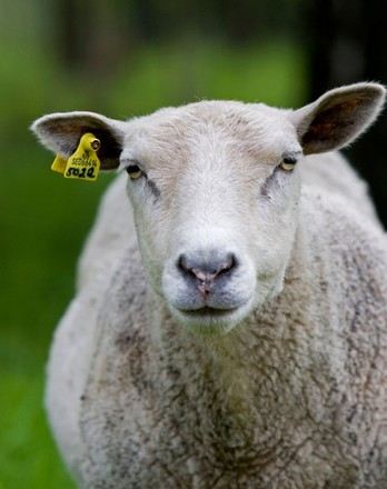 Eartagged Sheep Sheepfold Editorial Stock Photo - Stock Image ...