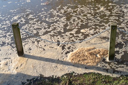 Disgusting Sight Raw Sewage On River Editorial Stock Photo - Stock ...