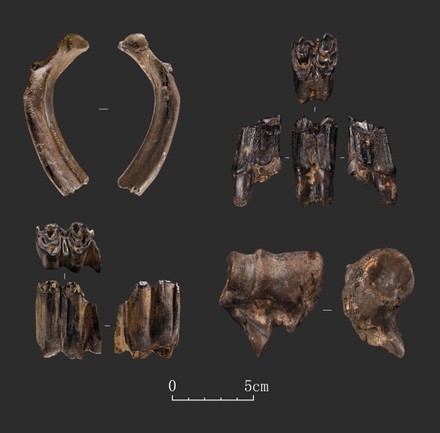 This Undated Photo Shows Animal Fossils Editorial Stock Photo - Stock ...