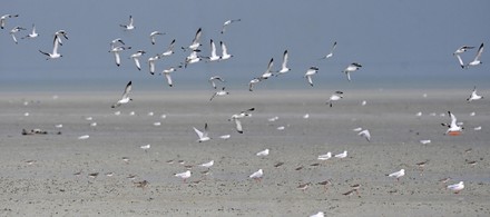 Birds Pictured During Birdcounting Event Capital Editorial Stock Photo ...