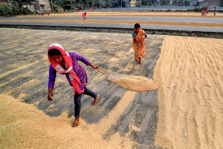 Female Workers Seen Spreading Out Rice Editorial Stock Photo - Stock ...