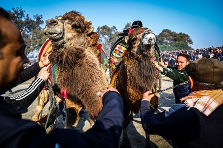 Two Camels Fight During Selcukefes Camel Editorial Stock Photo - Stock ...