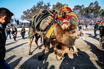 Two Camels Fight During Selcukefes Camel Editorial Stock Photo - Stock ...
