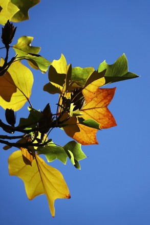 Tulip Tree Liriodendron Tulipifera Autumn October Editorial Stock Photo ...