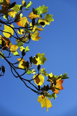 Tulip Tree Liriodendron Tulipifera Autumn October Editorial Stock Photo ...