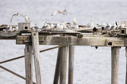 Kittiwake Rissa Tridactyla Flying Over Breeding Editorial Stock Photo ...