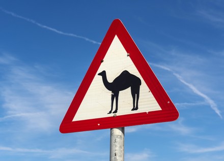 Camel Crossing Road Sign Oman Editorial Stock Photo - Stock Image ...