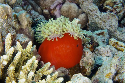 Starry Sky Whirl Worm Thysanozoon Flavotuberculatum Editorial Stock ...