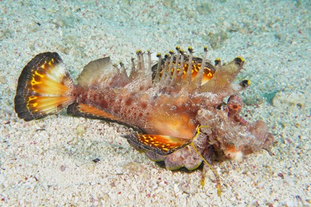 Red Sea Walkman Filament Devilfish Inimicus Editorial Stock Photo ...